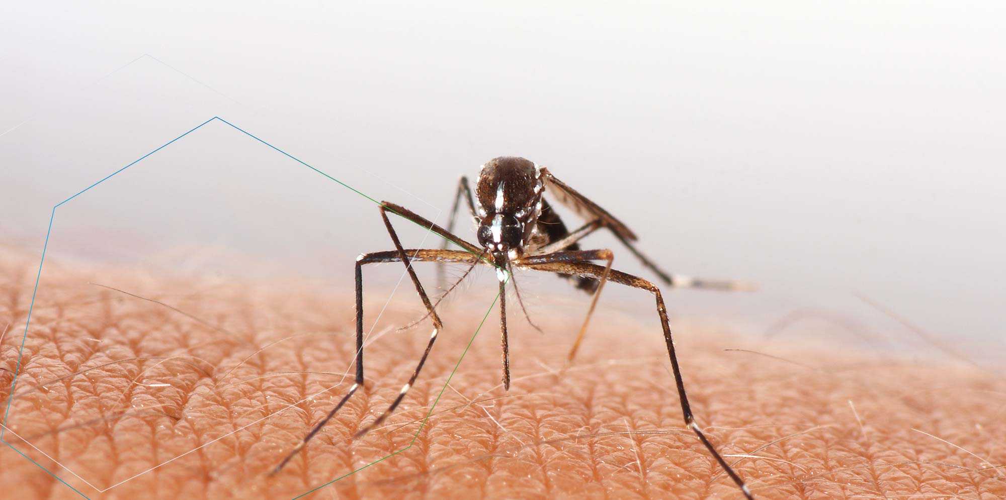 Insect control technology - Devan Chemicals Insect control technology - Devan Chemicals